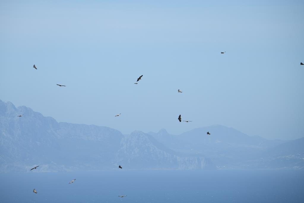 Raptor Rescue - Gibraltar Ornithological & Natural History Society