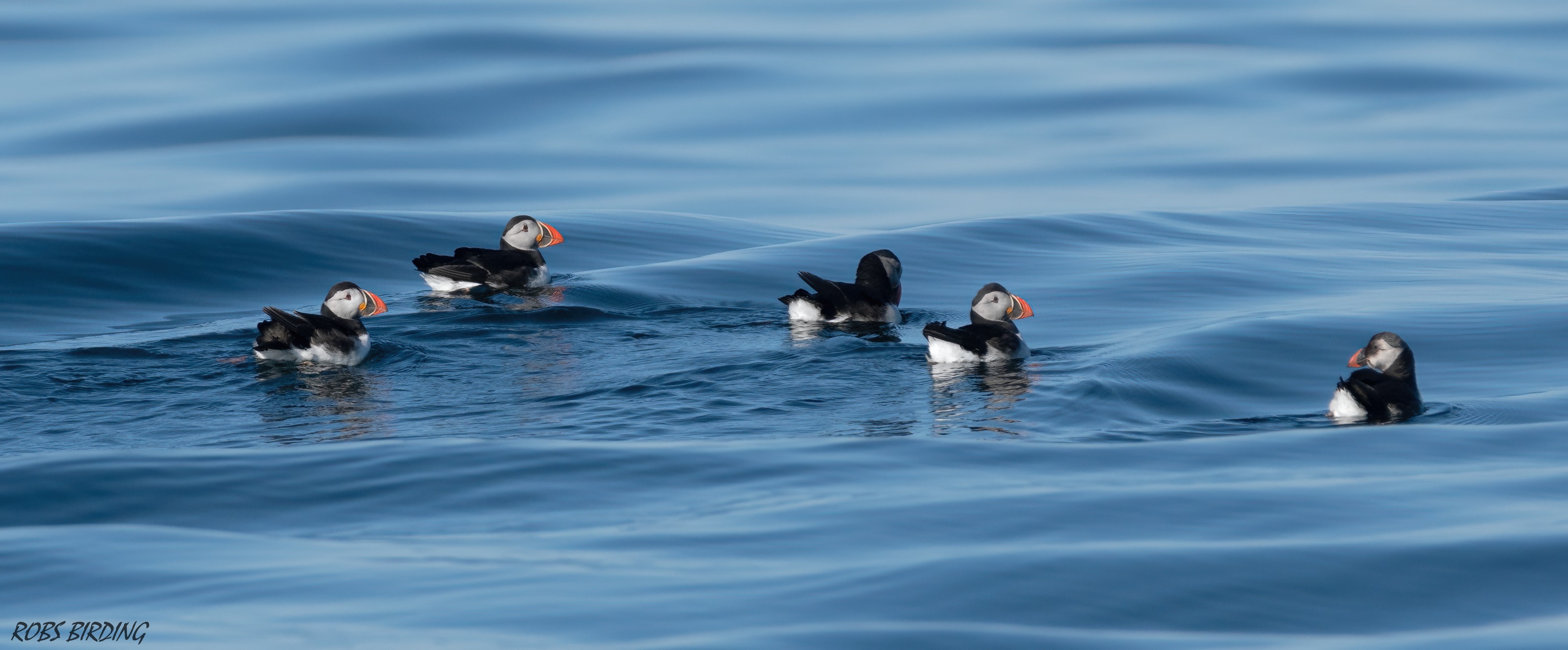 Gibraltar Bird Report 2024 - Gibraltar Ornithological & Natural History ...